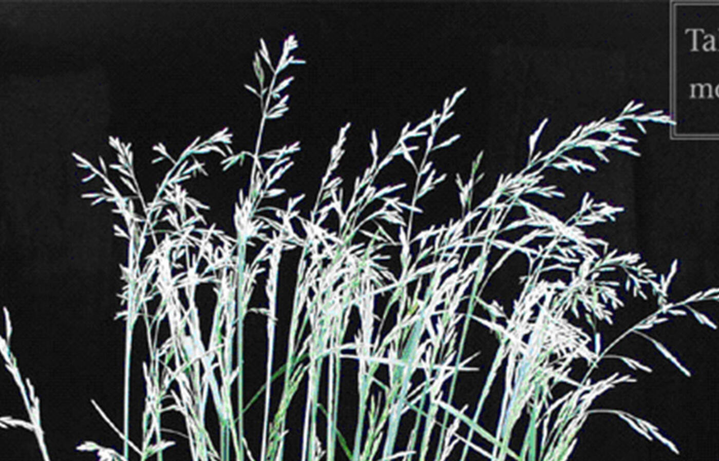 All Stories | Forage Information System | Oregon State University