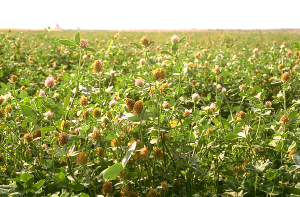 red clover fields oregon